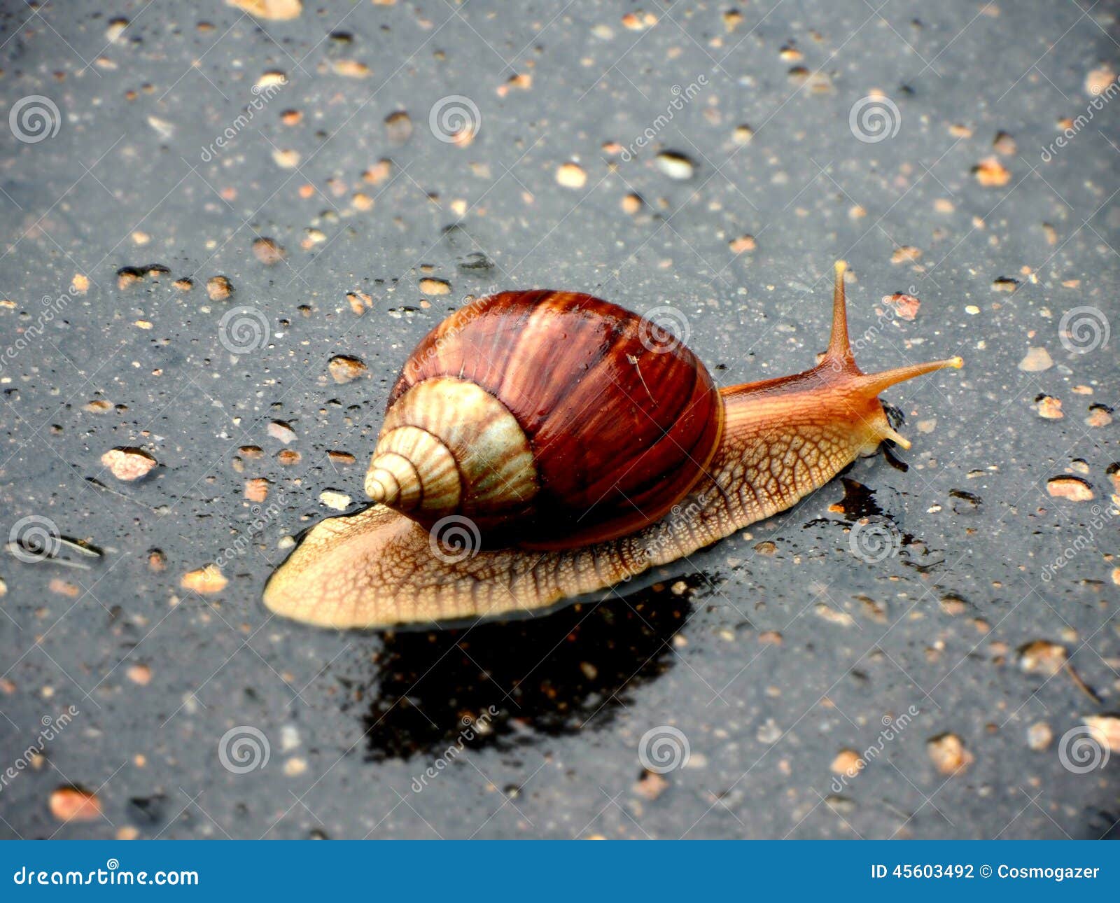 Afrikansk jätte- snigel arkivfoto. Bild av kruger, jätte - 45603492