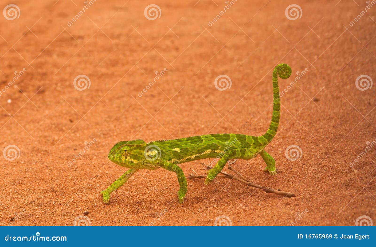 Afrikansk kameleont fotografering för bildbyråer. Bild av livstid ...