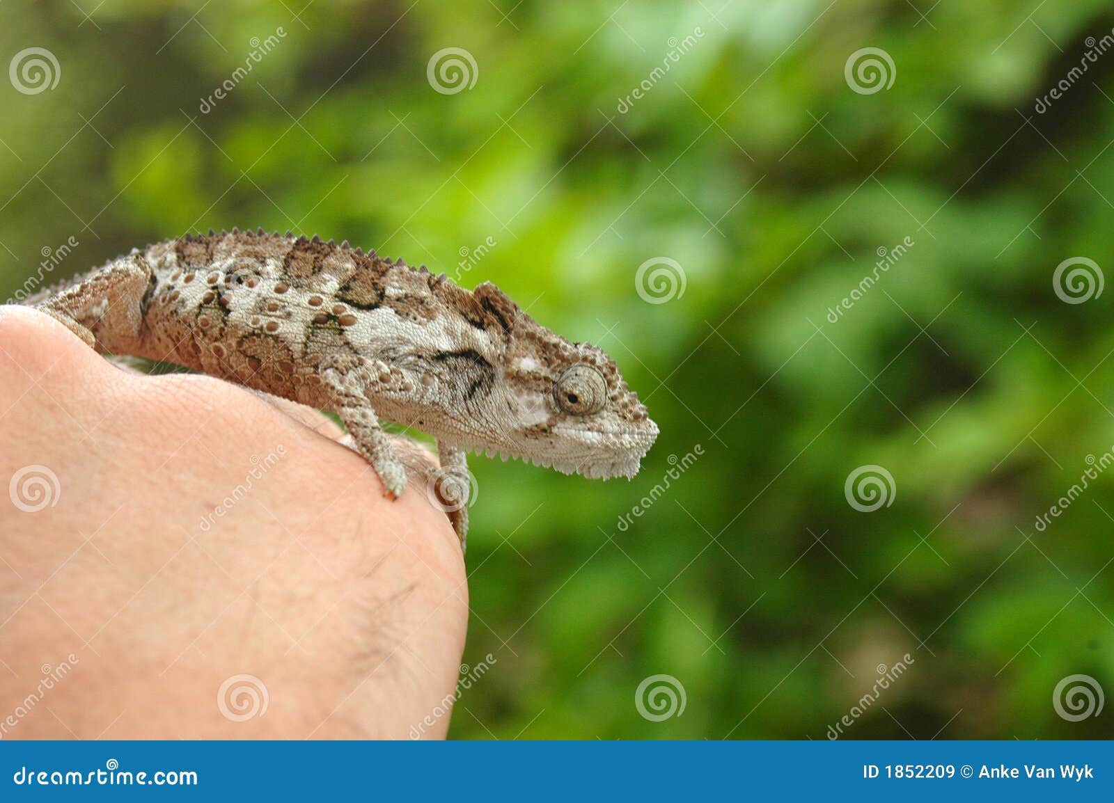 Afrikansk kameleont fotografering för bildbyråer. Bild av finger - 1852209