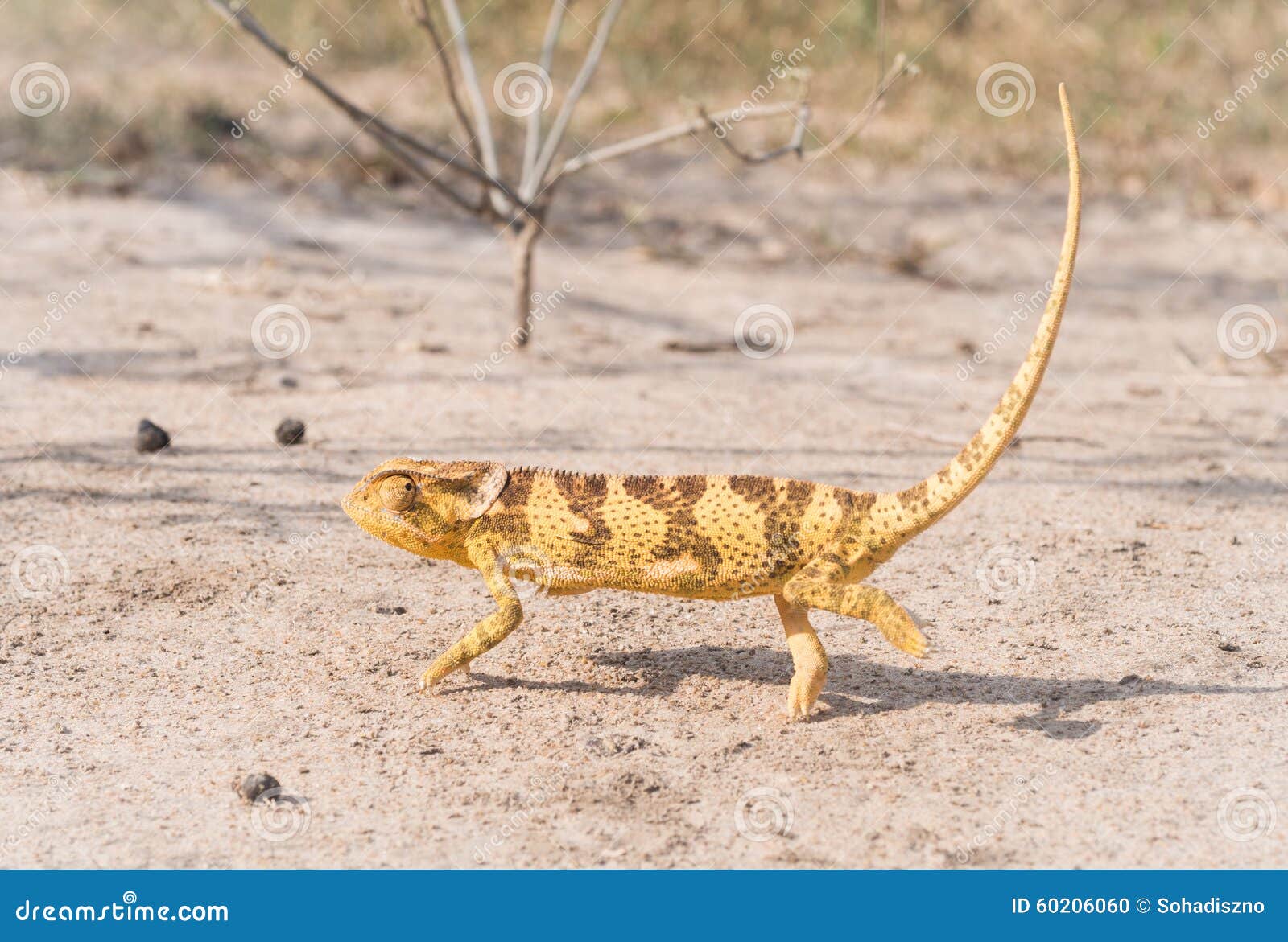 Afrikansk kameleont arkivfoto. Bild av värld, profil - 60206060