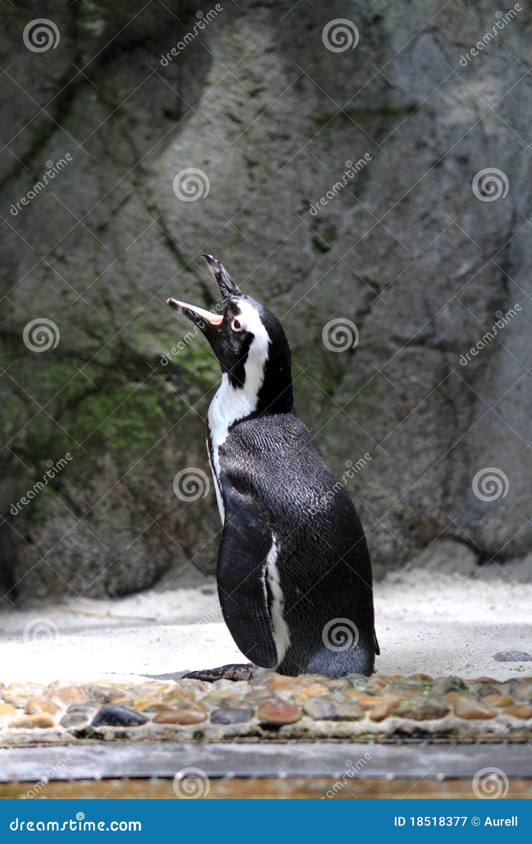 Afrikansk pingvin fotografering för bildbyråer. Bild av pingvin - 18518377