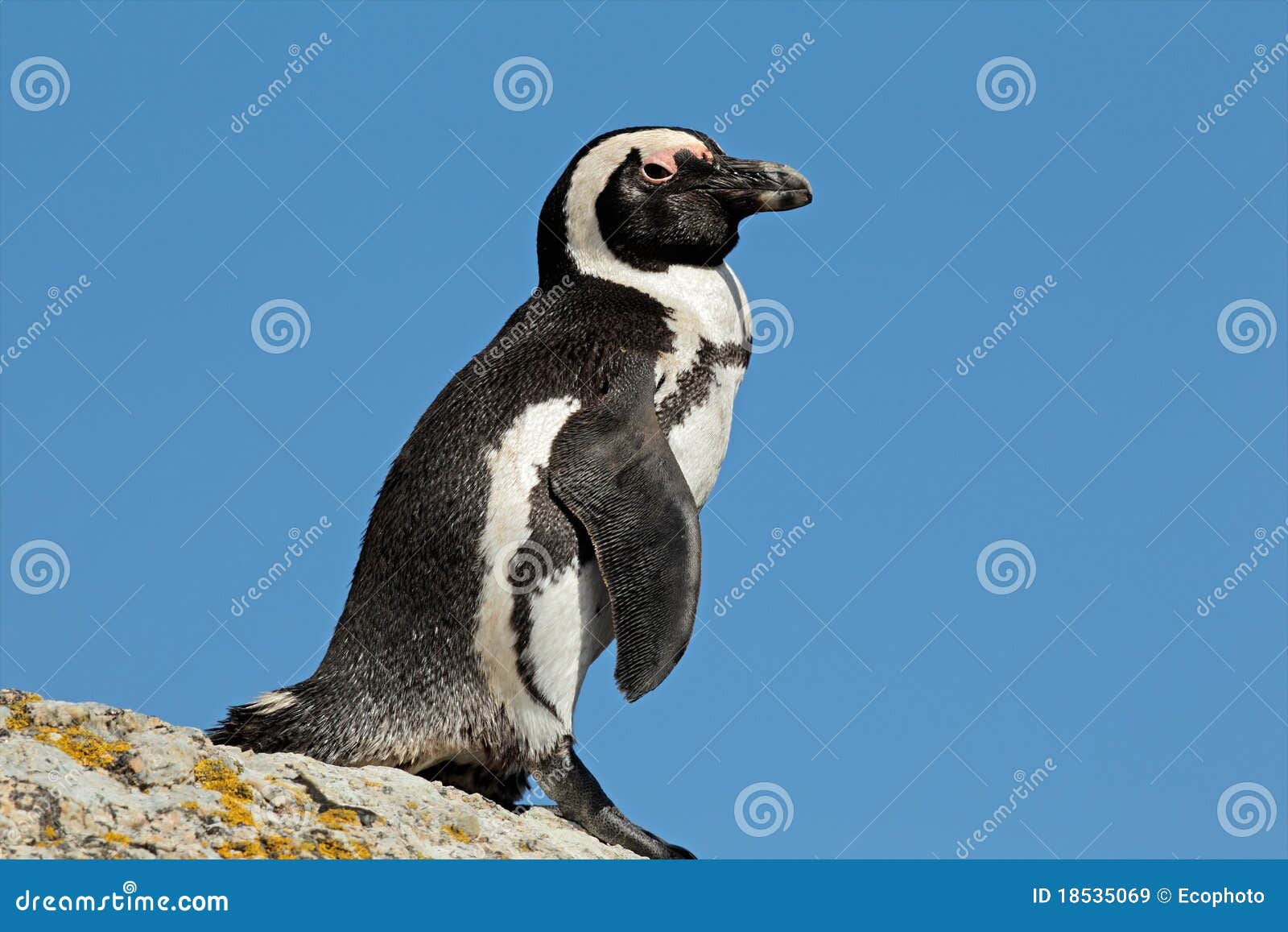 Afrikansk pingvin fotografering för bildbyråer. Bild av oulders - 18535069