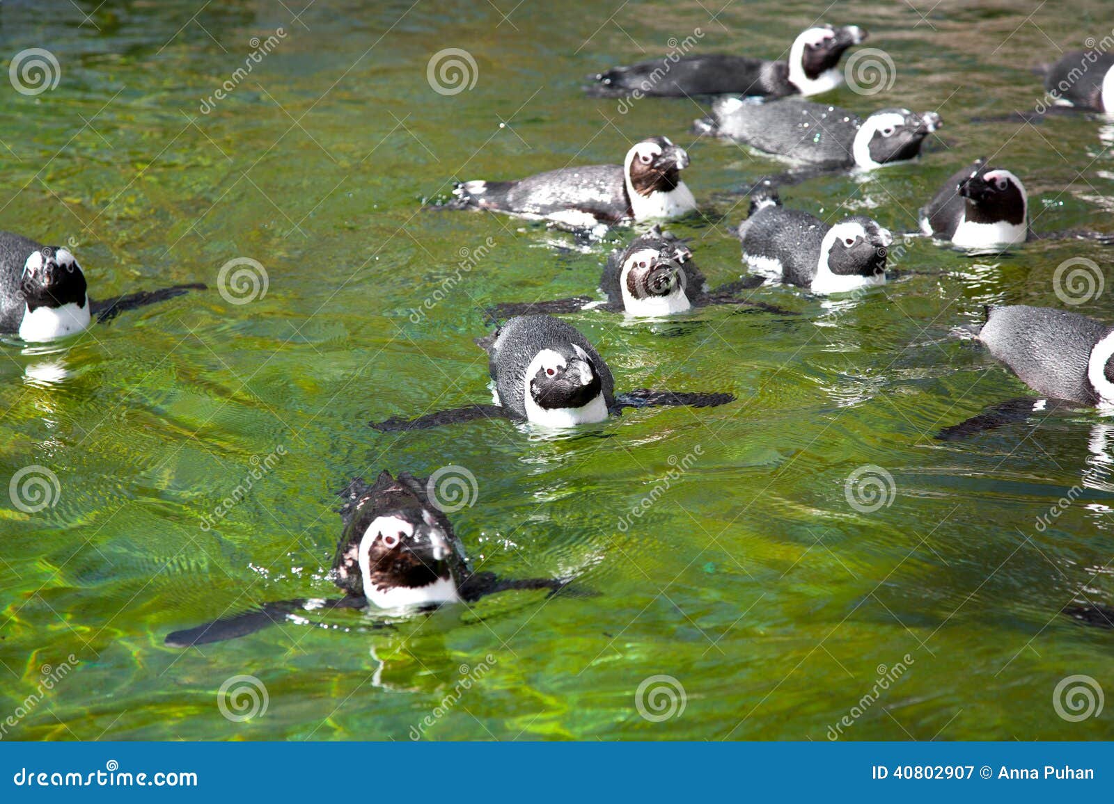 Afrikansk pingvin fotografering för bildbyråer. Bild av pingvin - 40802907