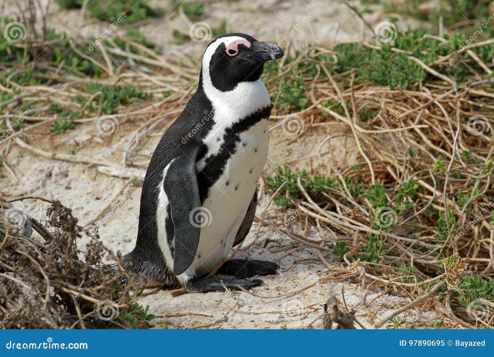 Afrikansk pingvin fotografering för bildbyråer. Bild av afrikansk ...