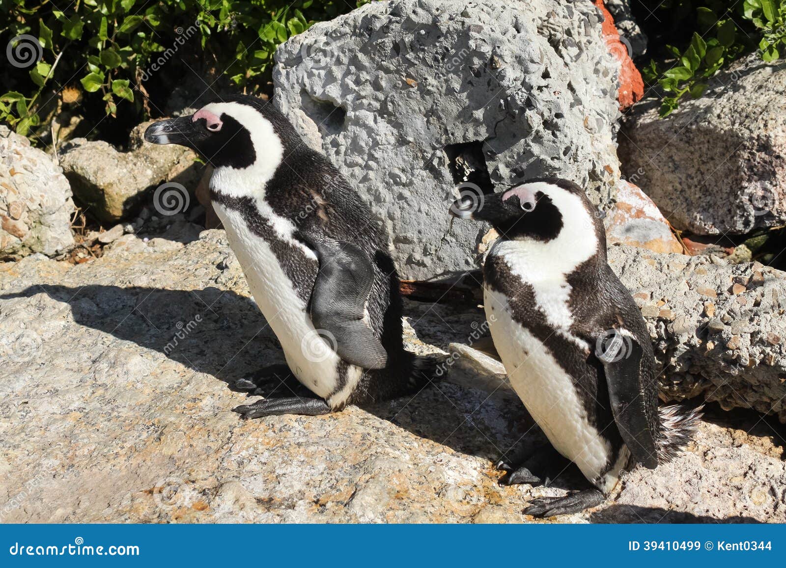Afrikansk Pingvin, Sydafrika Fotografering för Bildbyråer - Bild av ...