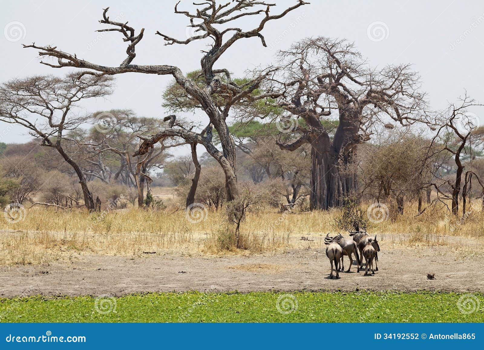 Afrikansk savann arkivfoto. Bild av däggdjur, safari - 34192552