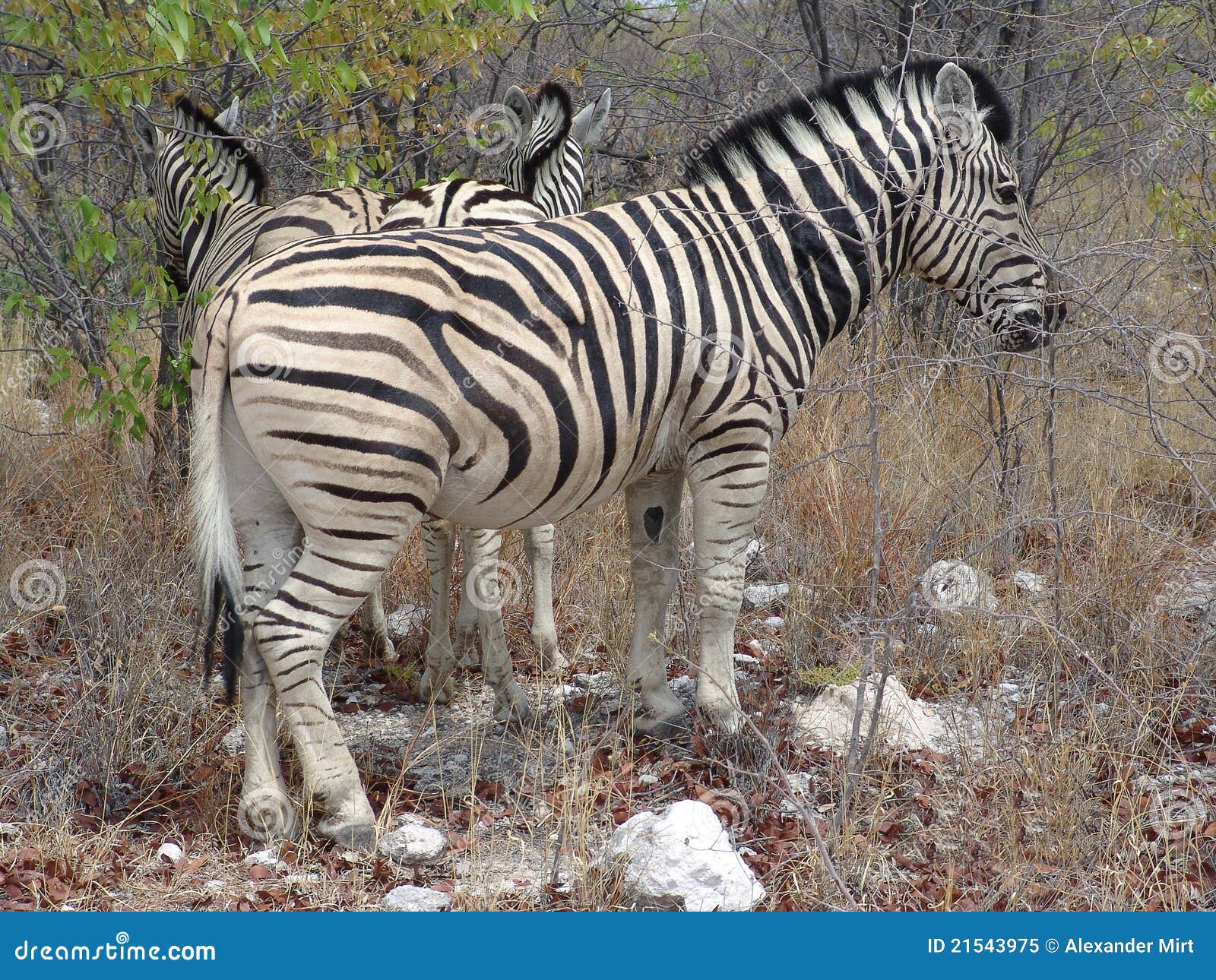 Afrikansk sebra fotografering för bildbyråer. Bild av afrika - 21543975