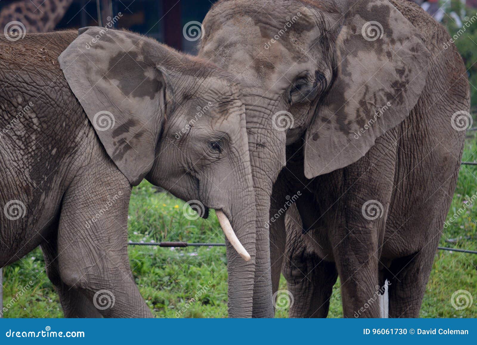 Afrikanska elefanter arkivfoto. Bild av natur, farligt - 96061730