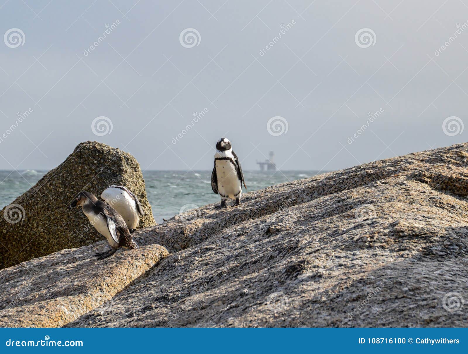 Afrikanska pingvin arkivfoto. Bild av öga, medf8ort - 108716100