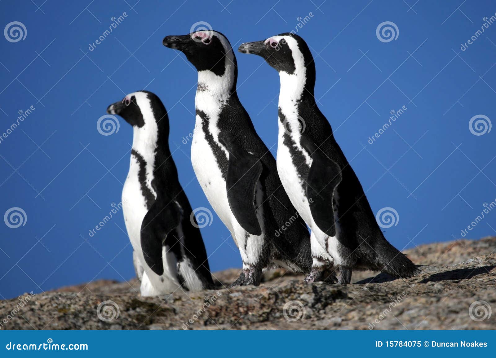 Afrikanska pingvin fotografering för bildbyråer. Bild av vitt - 15784075