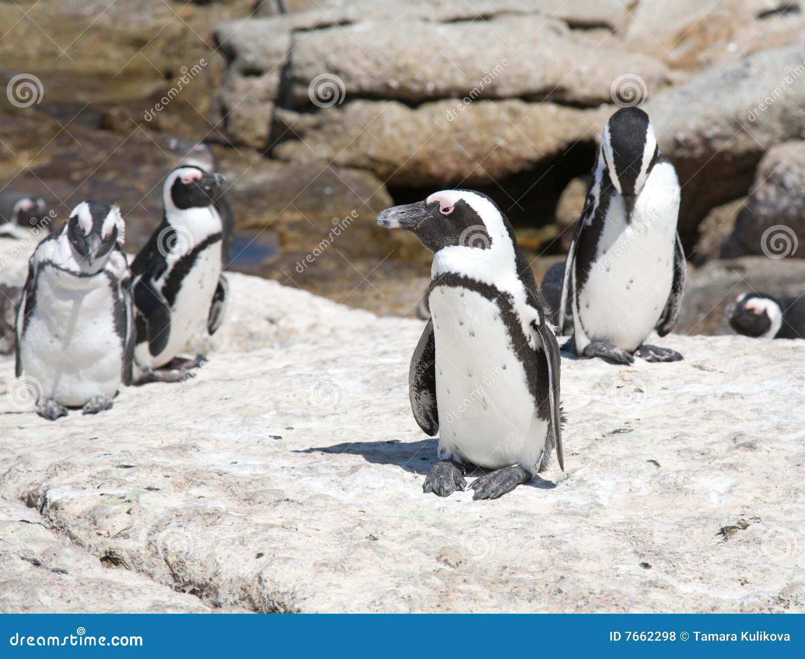 Afrikanska pingvin arkivfoto. Bild av härlig, svart, tillsammans - 7662298