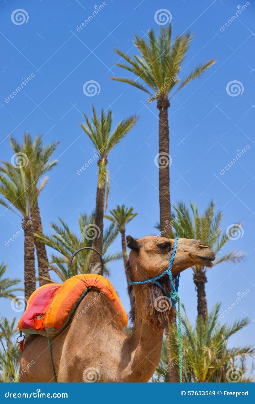 Afrique, Maroc, Marakech, Chameaux, Camel Stock Image - Image of place ...