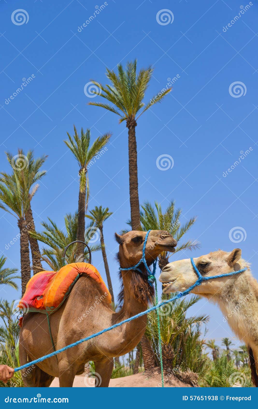Afrique, Maroc, Marakech, Chameaux, Tourisme Stock Photo - Image of ...