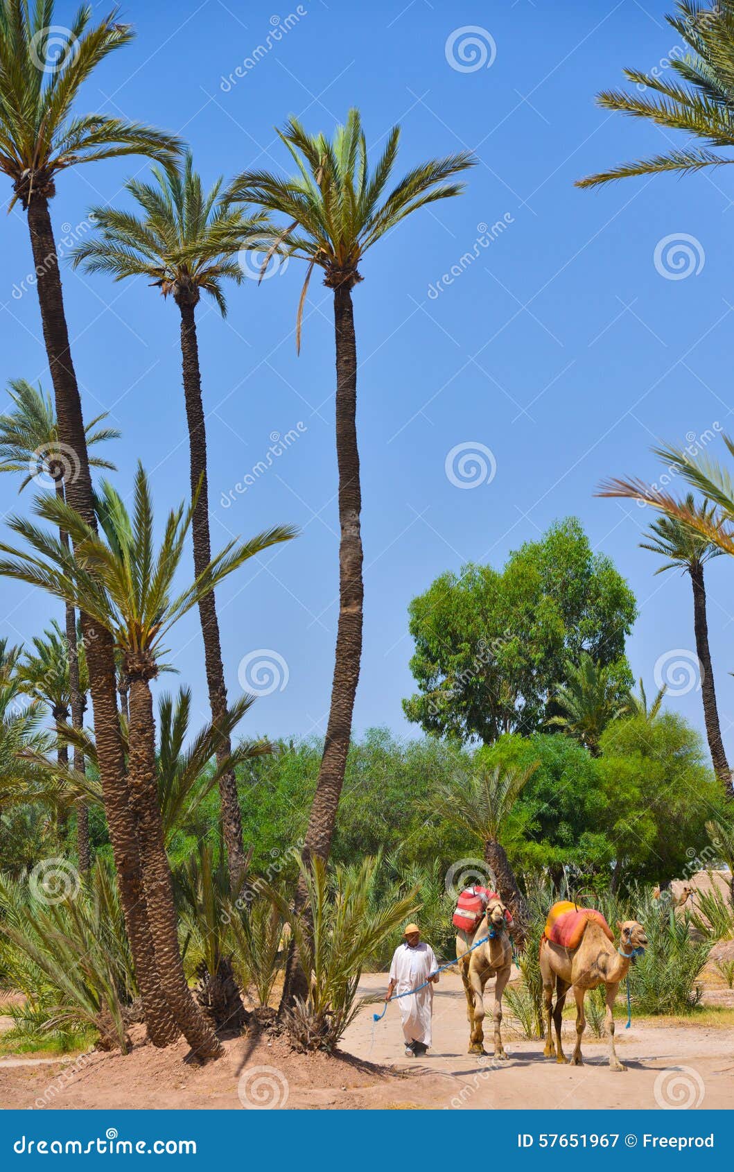 Afrique, Maroc, Marakech, Chameaux, Tourisme Editorial Photography ...