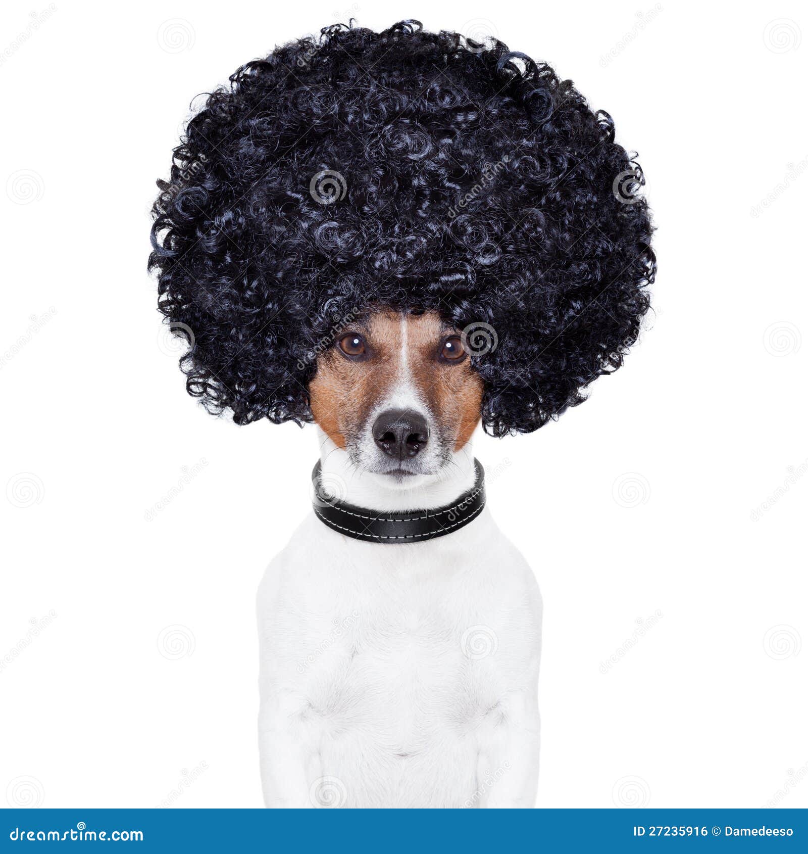 Afro look hair dog funny stock photo. Image of fashion - 27235916