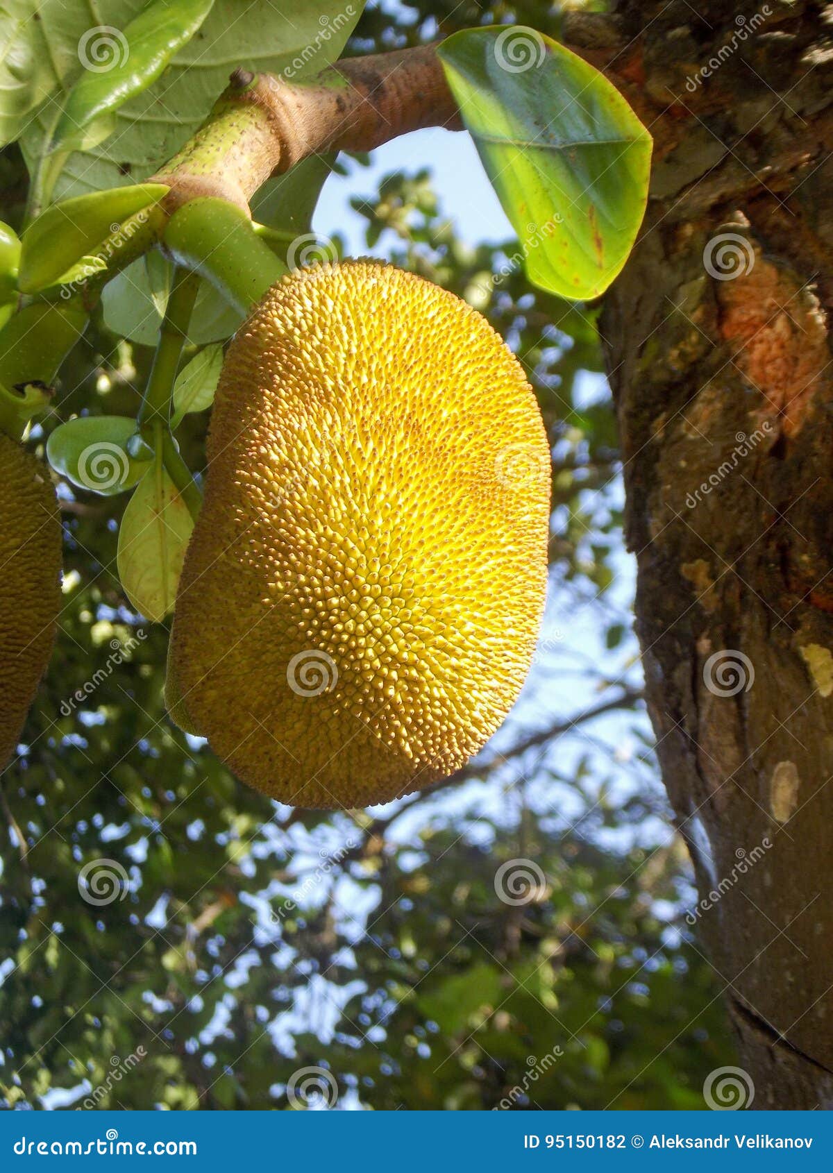 Afruit De Durian Sur Un Arbre Photo stock - Image du forêt, vert: 95150182