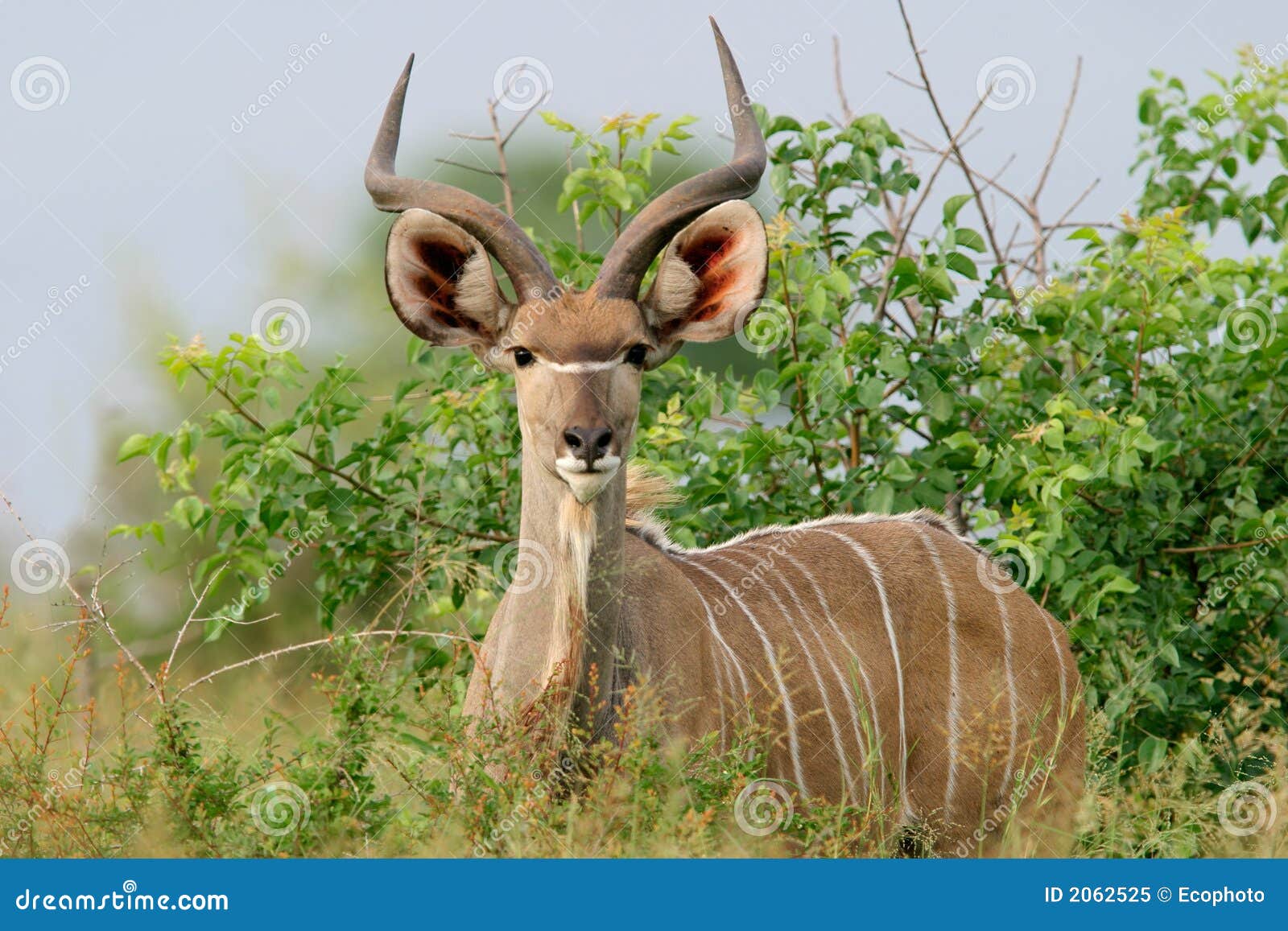 Afryce Springboks Kruger Kudu South Parku Narodowego Obraz Stock ...