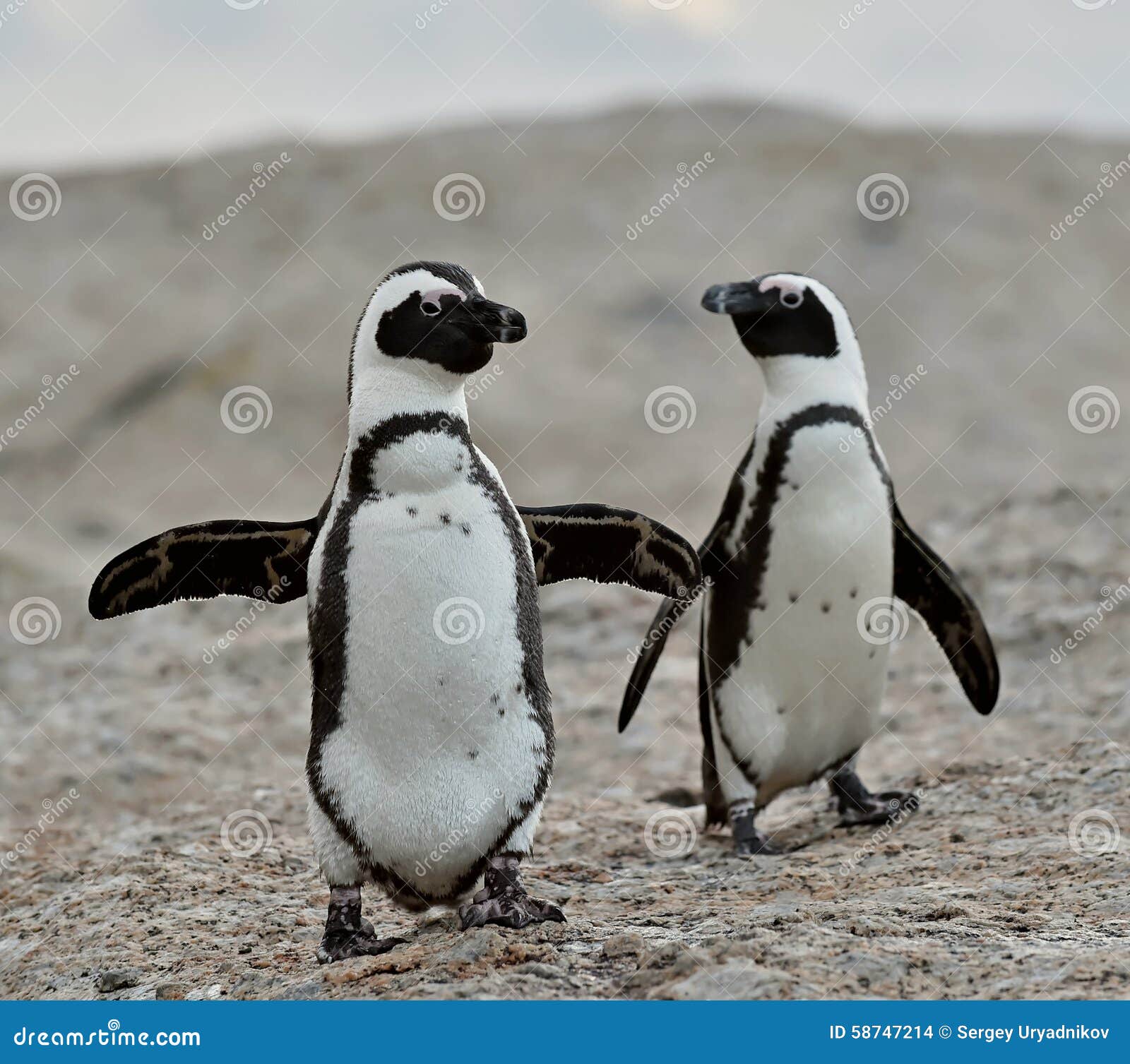 Afrykańscy pingwiny zdjęcie stock. Obraz złożonej z południe - 58747214
