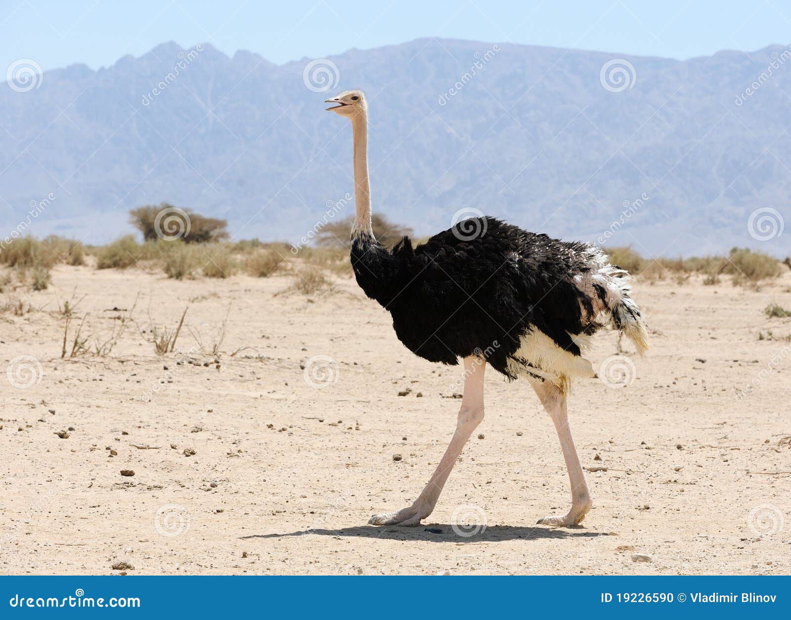 Afrykański struś zdjęcie stock. Obraz złożonej z rezerwa - 19226590
