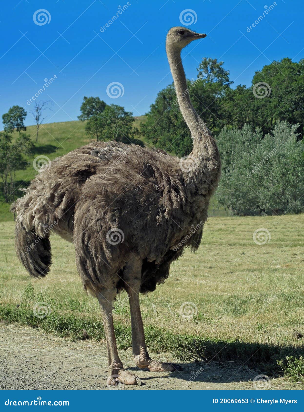 Afrykański struś obraz stock. Obraz złożonej z pazury - 20069653
