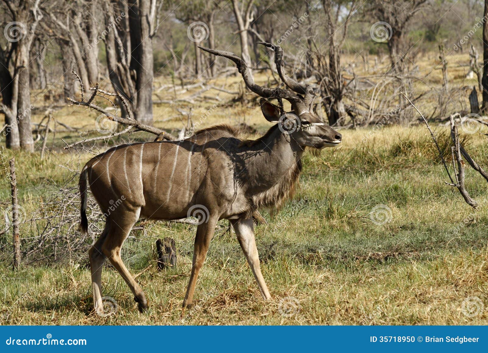 Afrykanina Bush antylopa zdjęcie stock. Obraz złożonej z dzień - 35718950