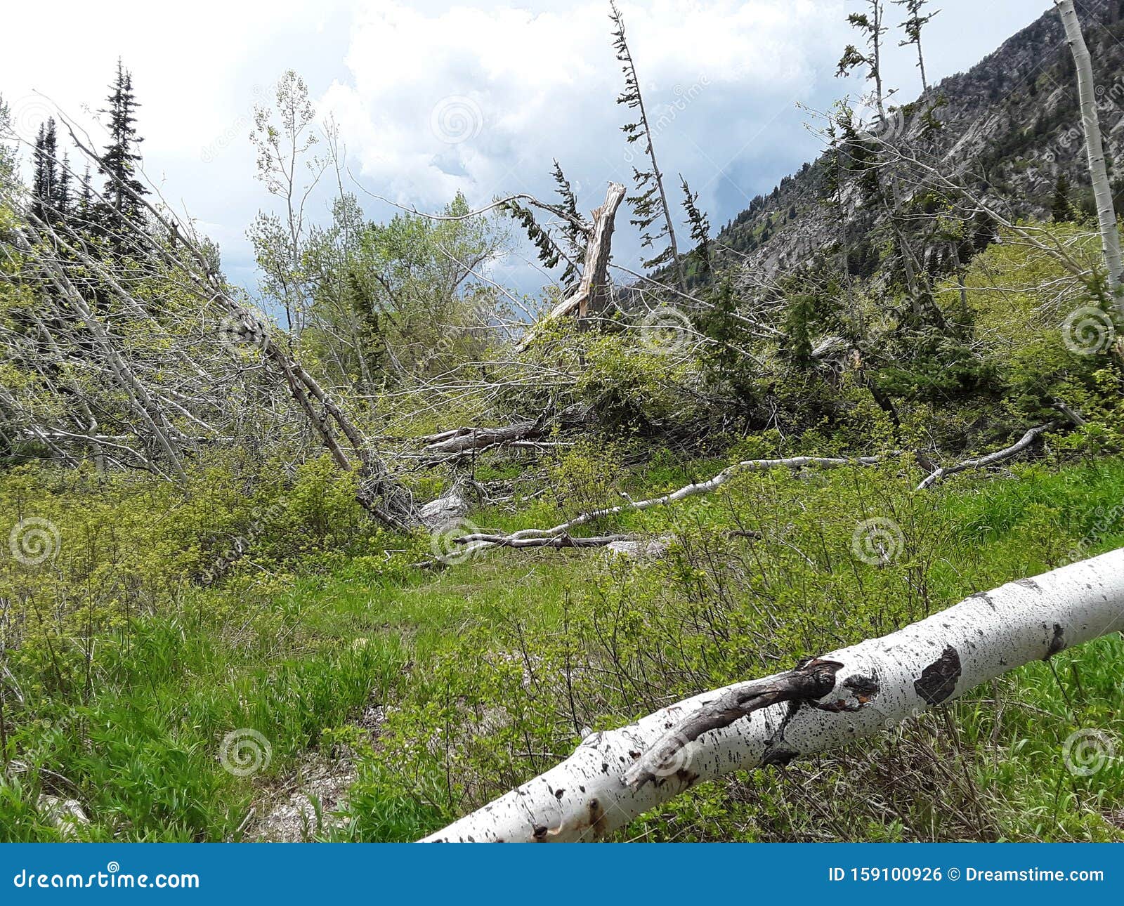 Aftermath of an avalanche stock photo. Image of trees - 159100926