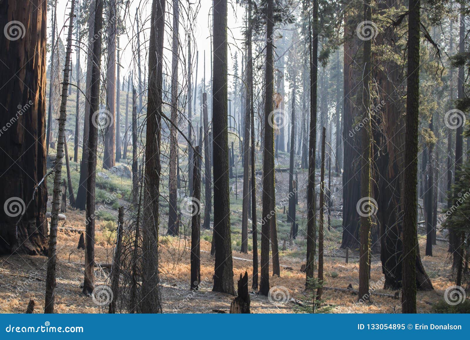 Aftermath of Fire in Forest with Burned Tree Grove Stock Image - Image ...