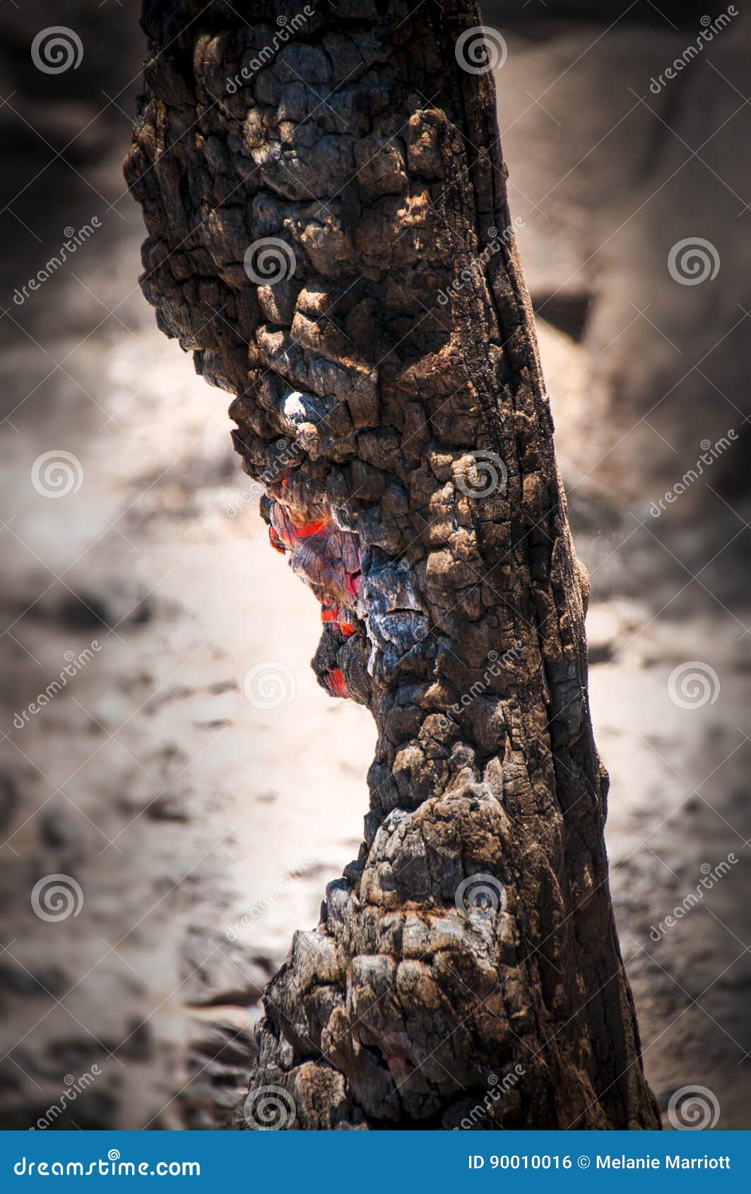 Aftermath of Fire stock photo. Image of nature, outback - 90010016