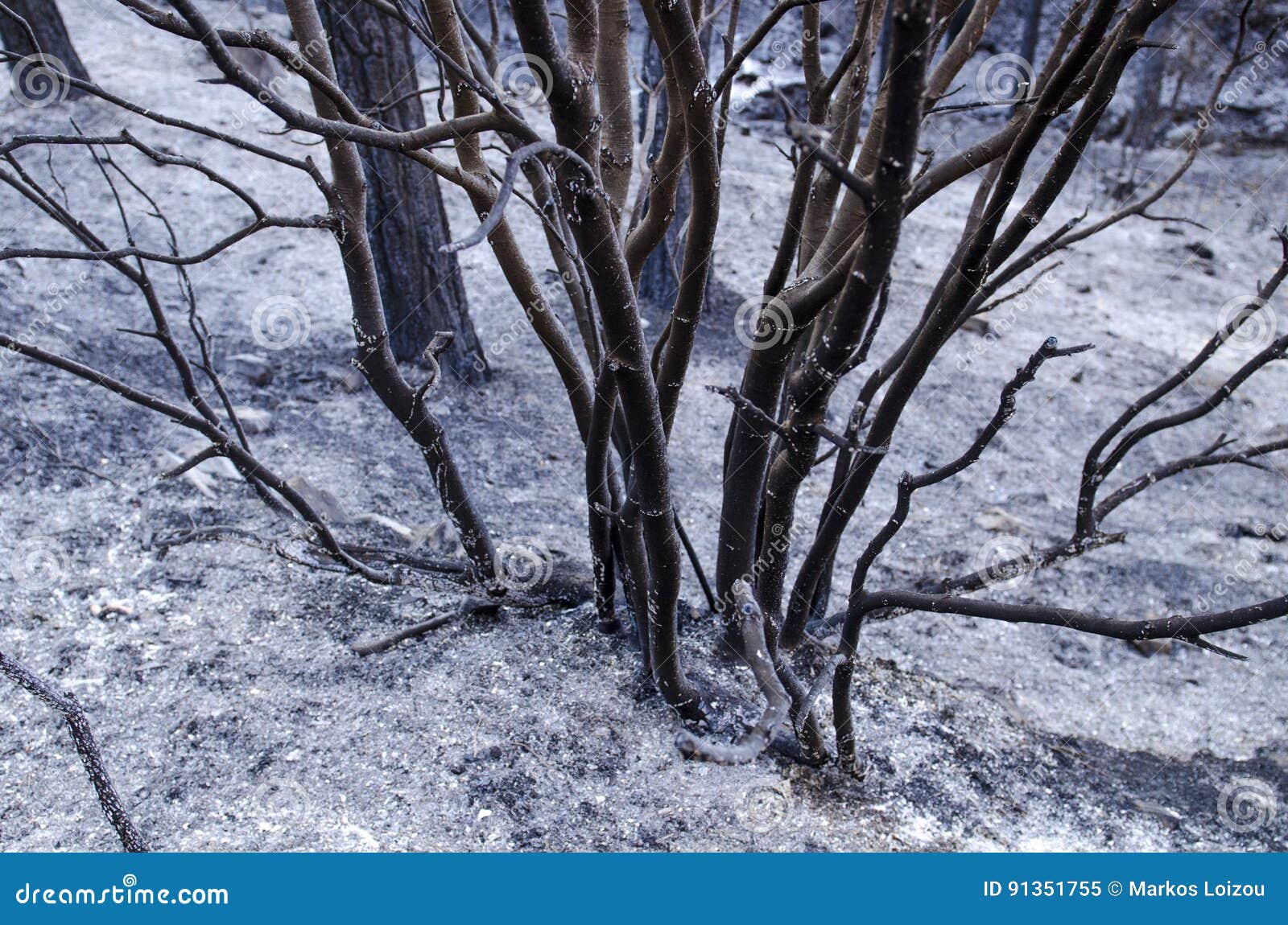 Aftermath of Forest Fire stock image. Image of nature - 91351755