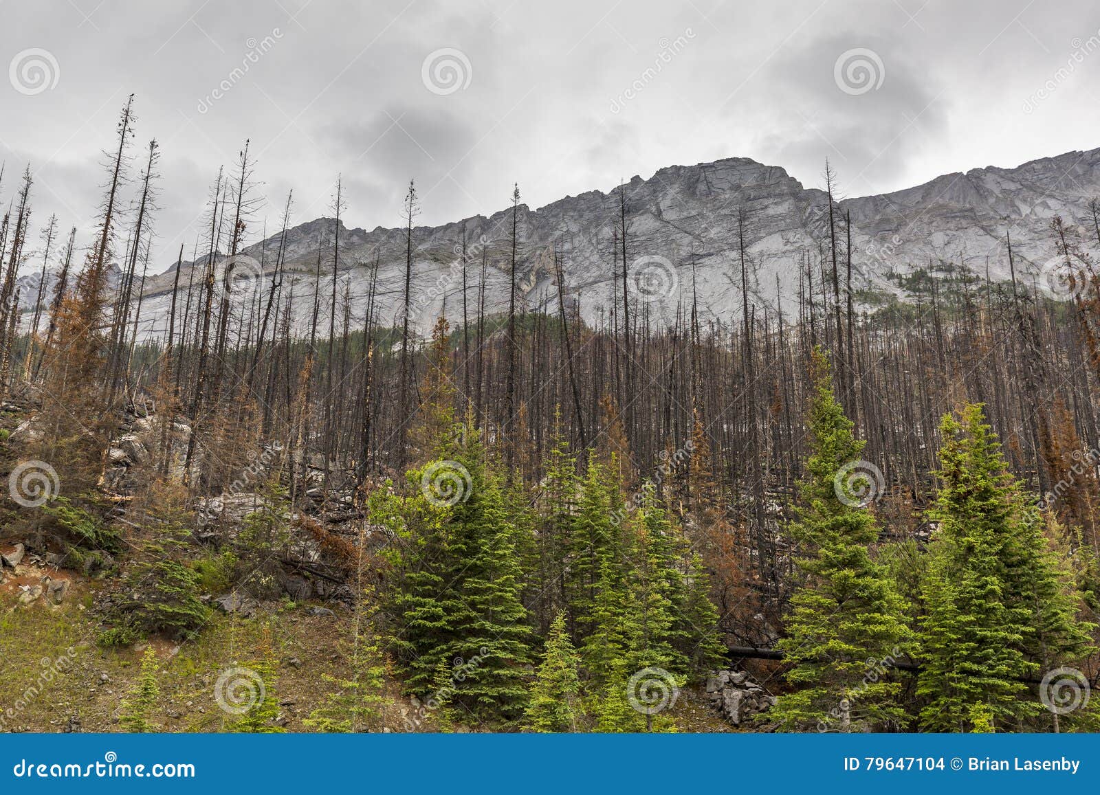 Aftermath of a Forest Fire - Jasper National Park, Canada Stock Photo ...
