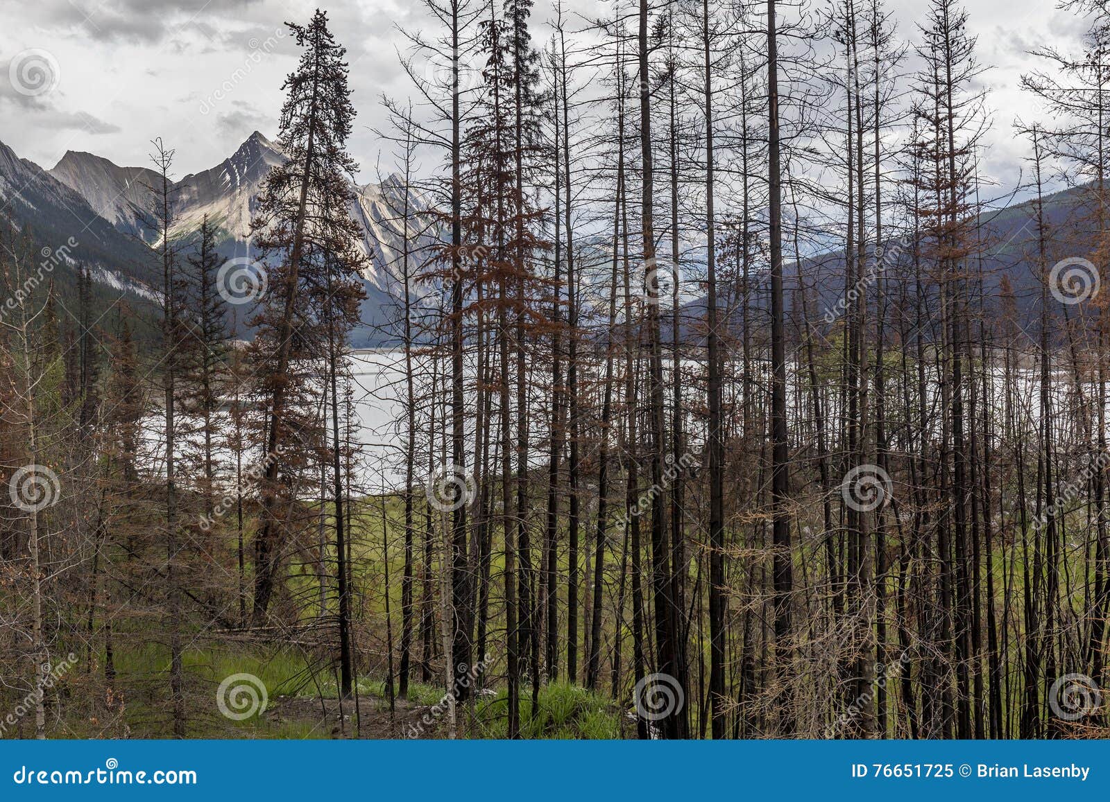Aftermath of a Forest Fire - Jasper National Park Stock Image - Image ...