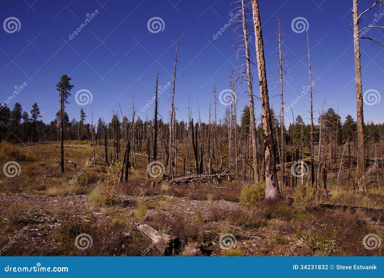 Aftermath of Forest Fire of 2000 Stock Photo - Image of arizona, burnt ...