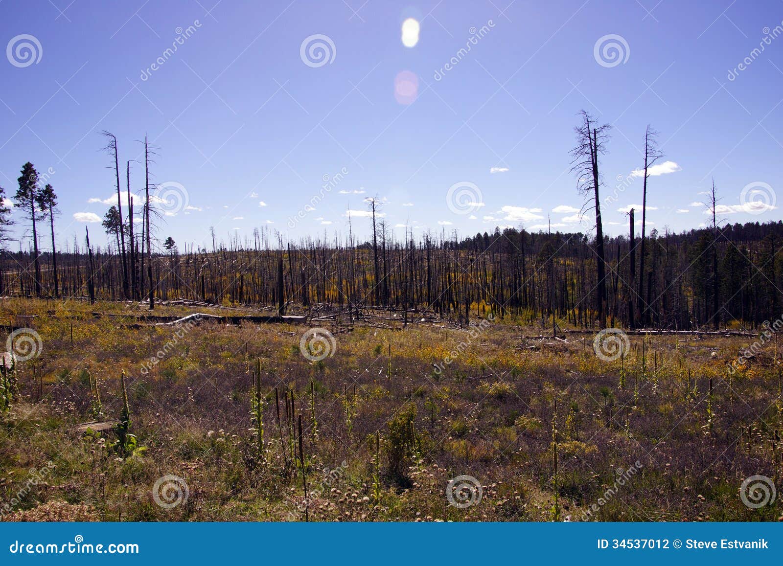 Aftermath of forest fire stock photo. Image of renewal - 34537012