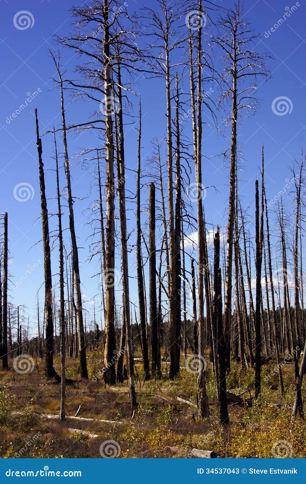 Aftermath of forest fire stock image. Image of snag, bark - 34537043
