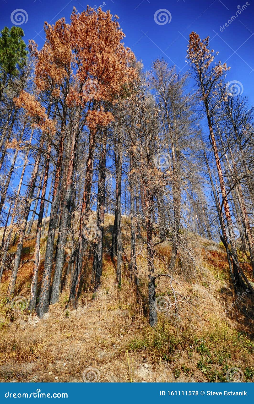 Aftermath of Forest Fire with Pines Stock Photo - Image of damage ...