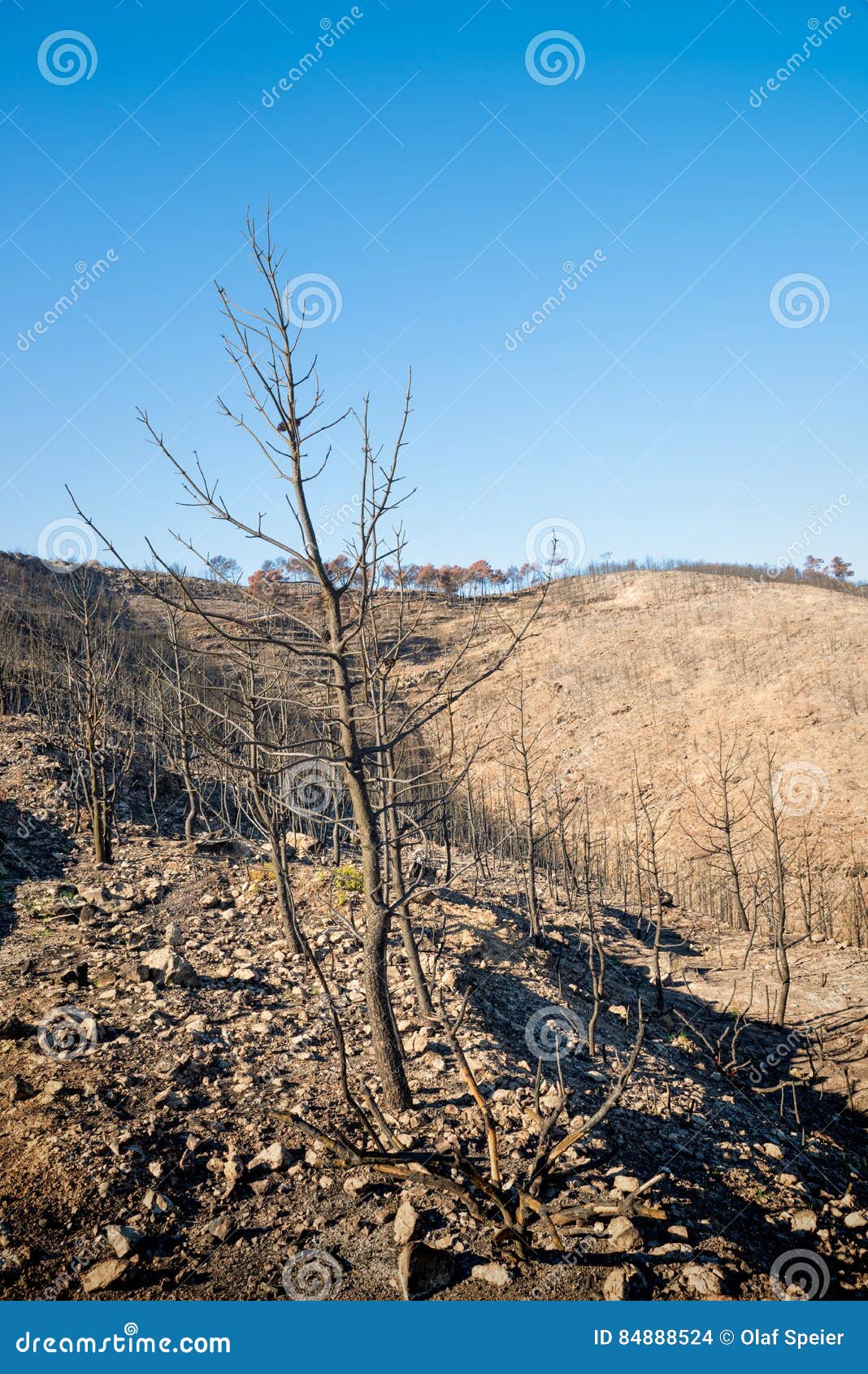 Aftermath of a Forest Fires Stock Photo - Image of ecology, trees: 84888524