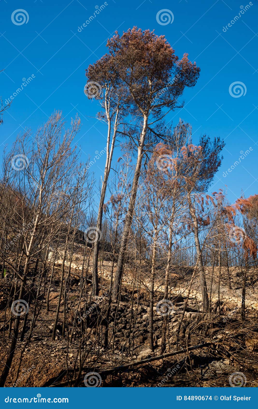 Aftermath of a Forest Fires Stock Photo - Image of aftermath, ecology ...