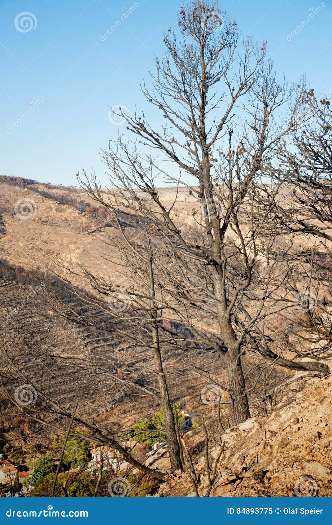 Aftermath of a Forest Fires Stock Image - Image of nature, spain: 84893775