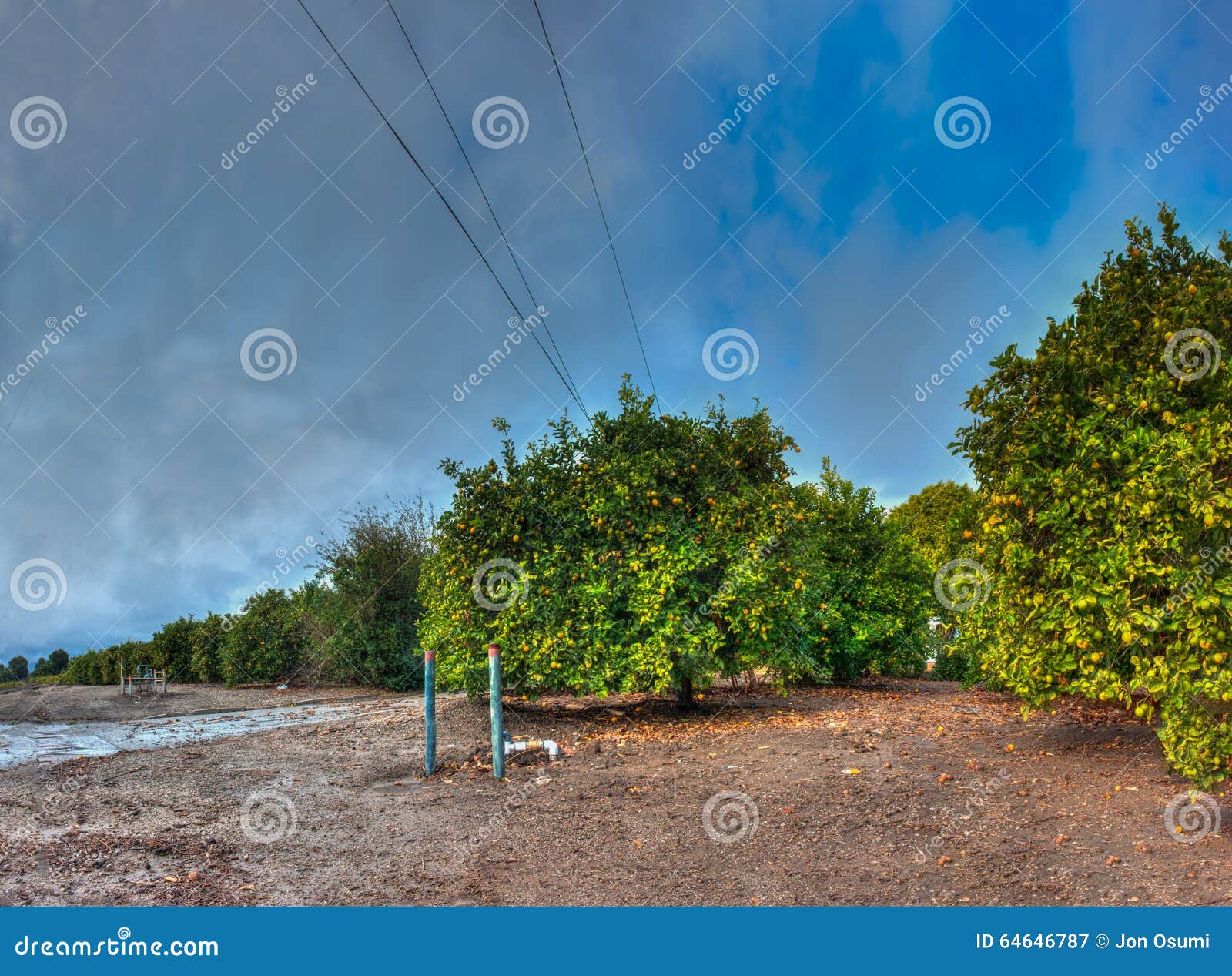 Aftermath of heavy rain stock image. Image of produce - 64646787