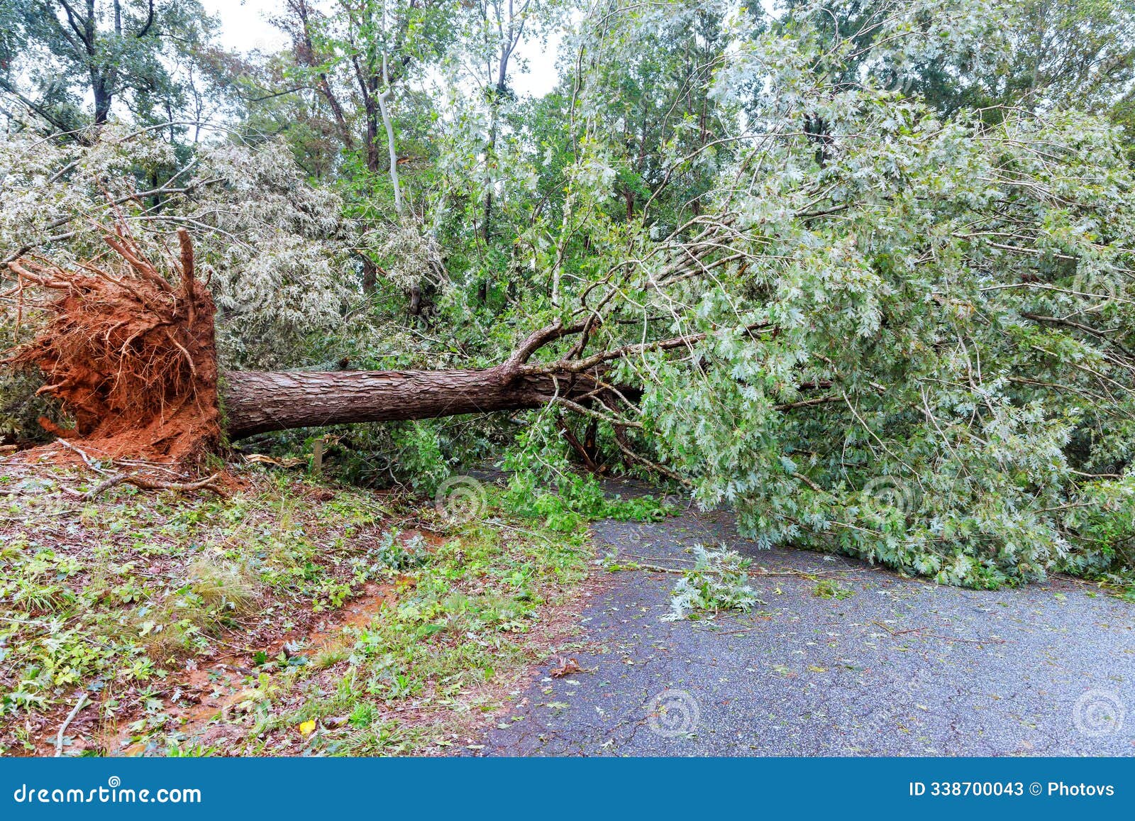 In Aftermath of Hurricane Trees Uprooted by Strong Winds Fell Onto a ...