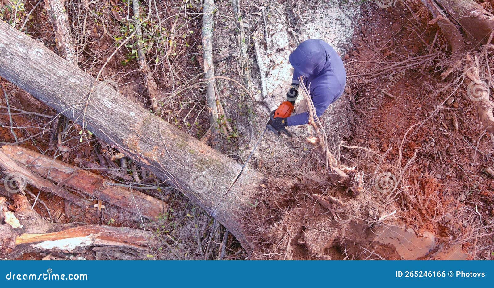 In the Aftermath of a Hurricane, a Worker Sawed Trees after a Hurricane ...