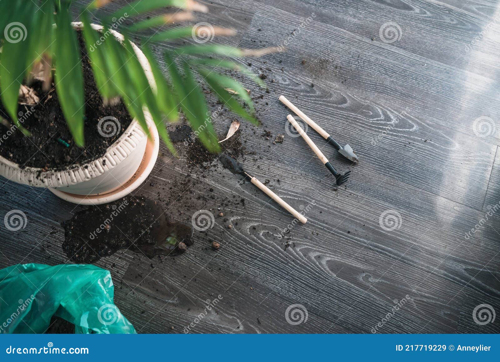 Aftermath of Replanting at Home Stock Image - Image of botany, floor ...