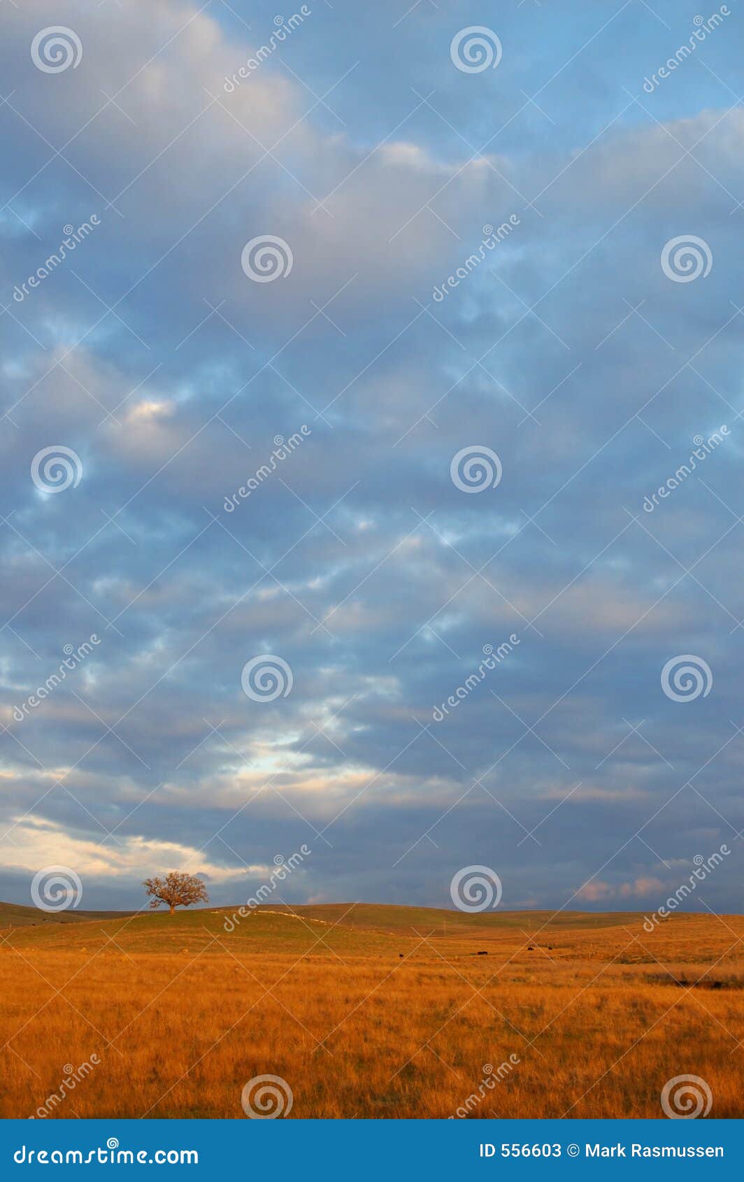 Afternoon field stock image. Image of tree, field, lone - 556603