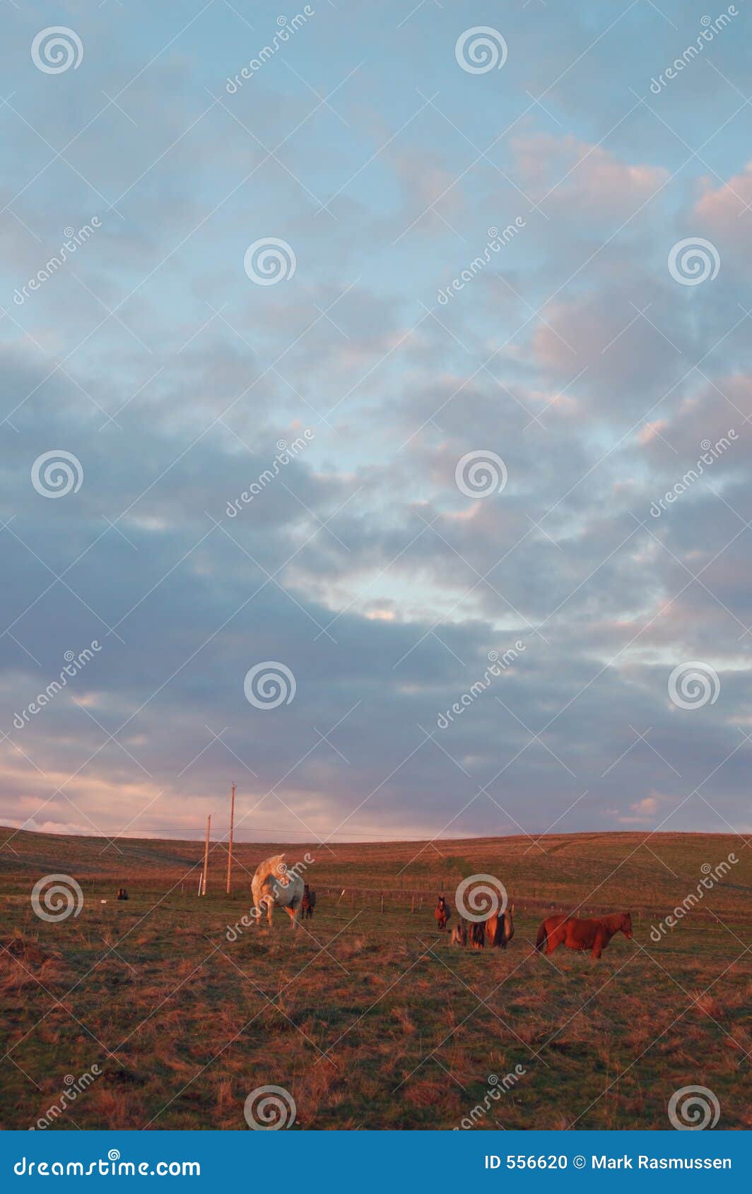Afternoon field stock photo. Image of meadow, road, clouds - 556620