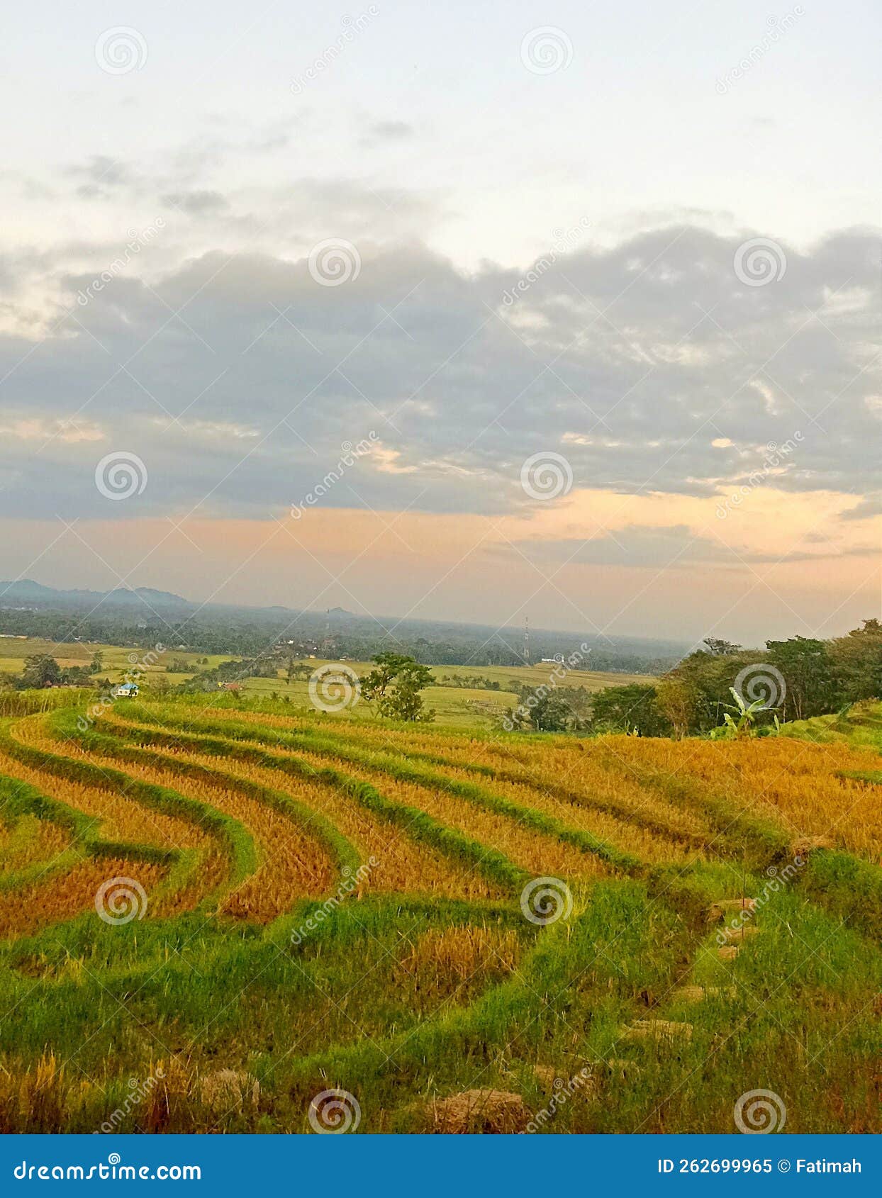 Afternoon in the Fields stock image. Image of afternoon - 262699965