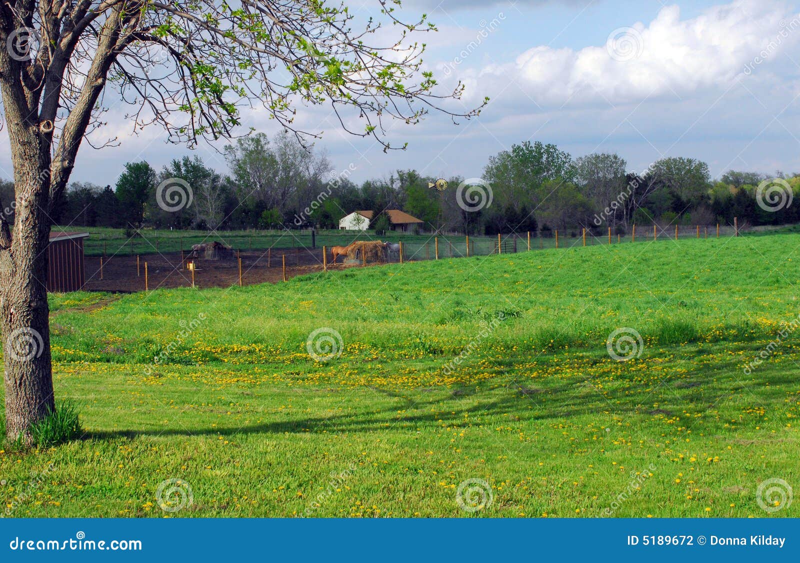 Afternoon at horse farm stock photo. Image of outdoors - 5189672