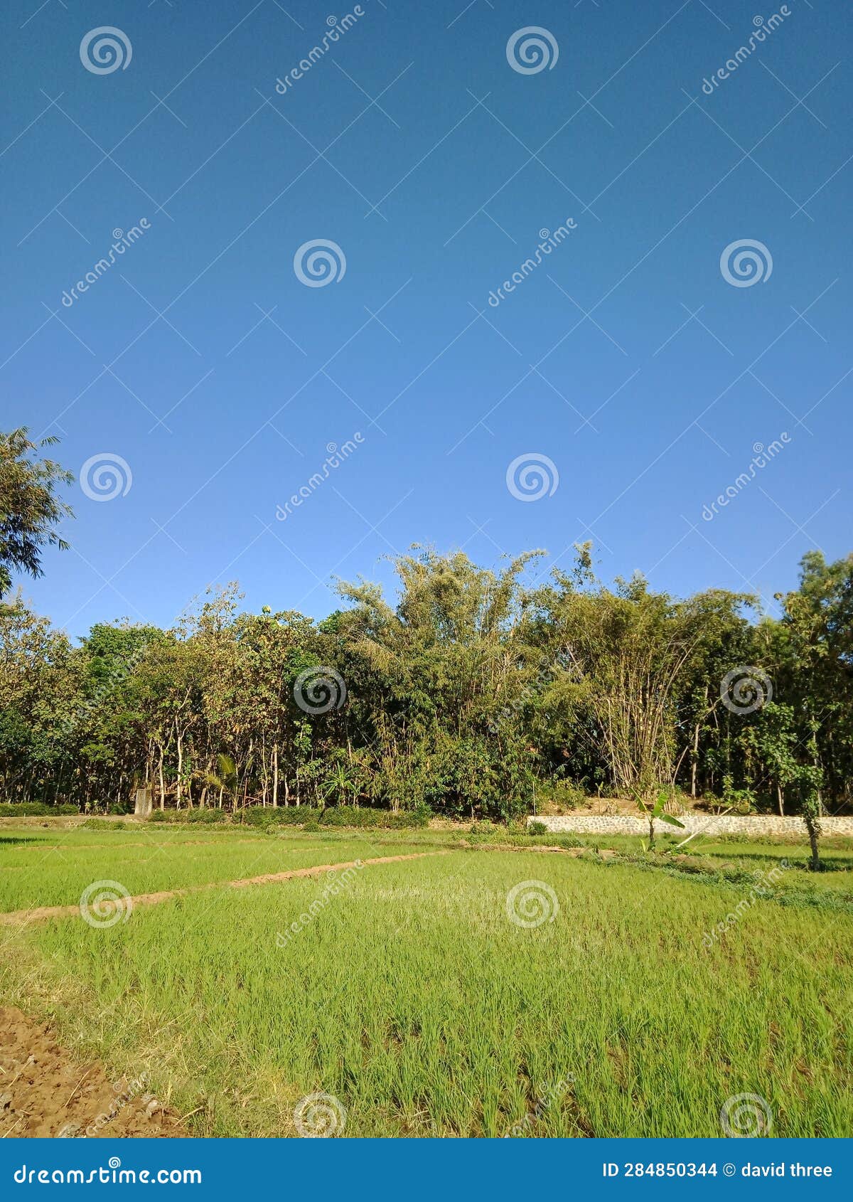 Afternoon in the Middle of the Rice Field Stock Photo - Image of field ...