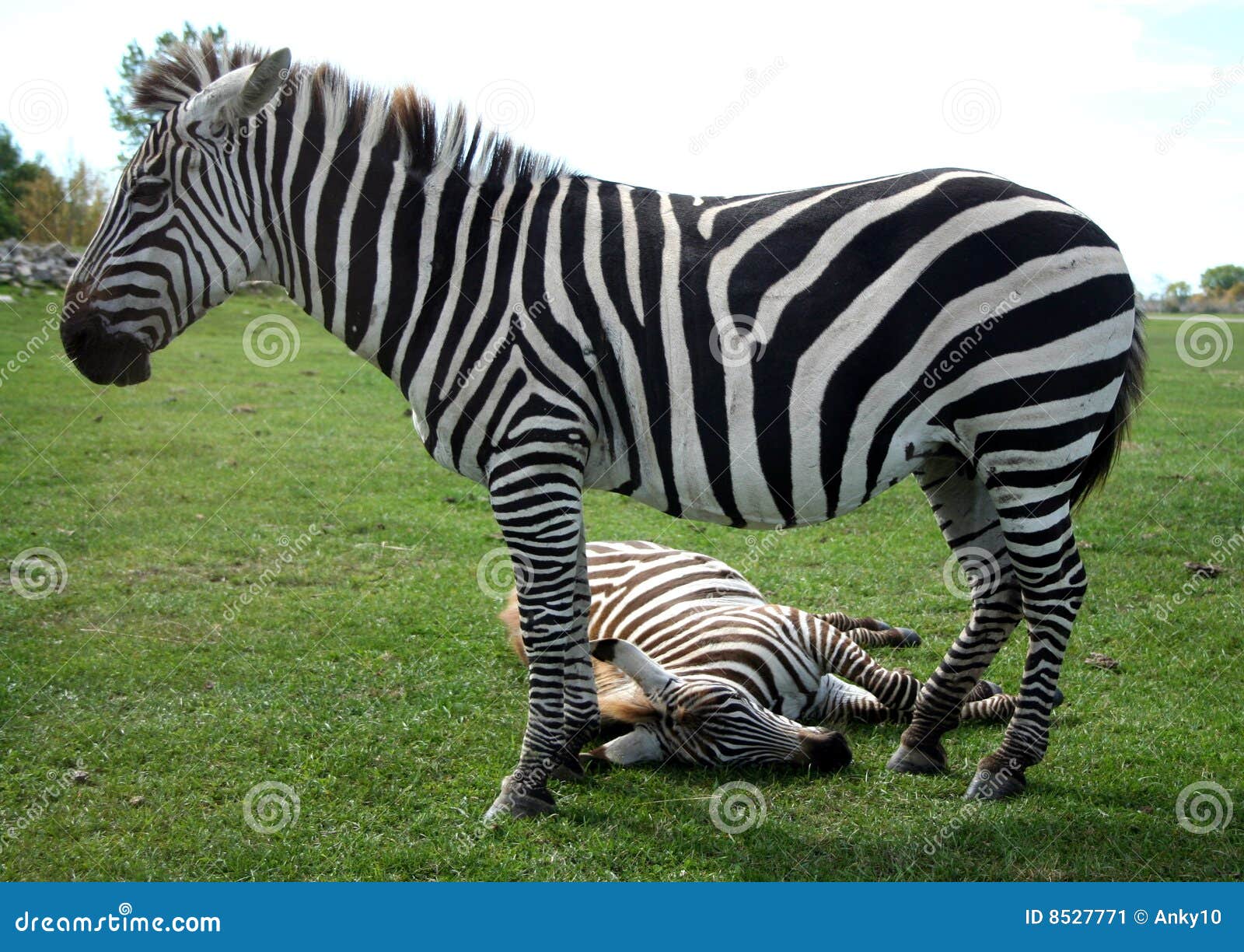 Zebra taking afternoon nap stock image. Image of animals - 8527771