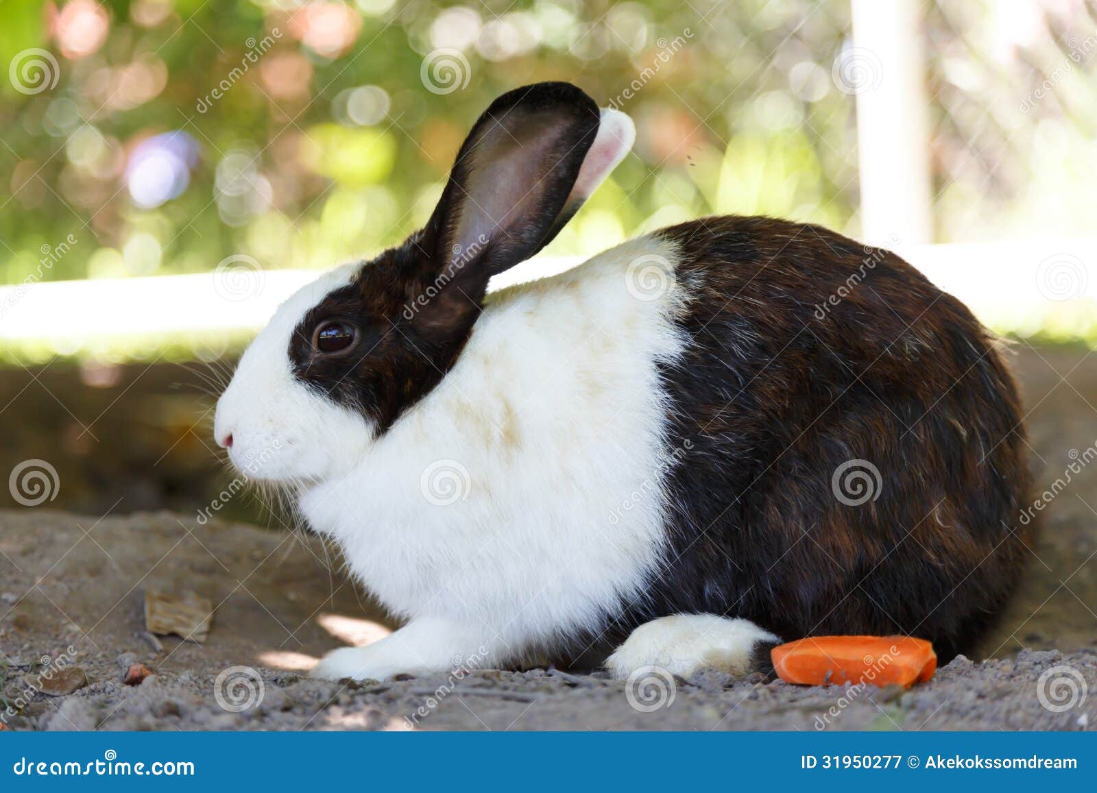Afternoon Rabbit Relax in Garden Stock Image - Image of fauna, lawn ...