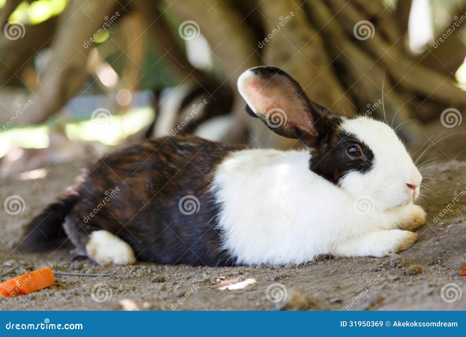 Afternoon Rabbit Relax in Garden Stock Image - Image of farming ...